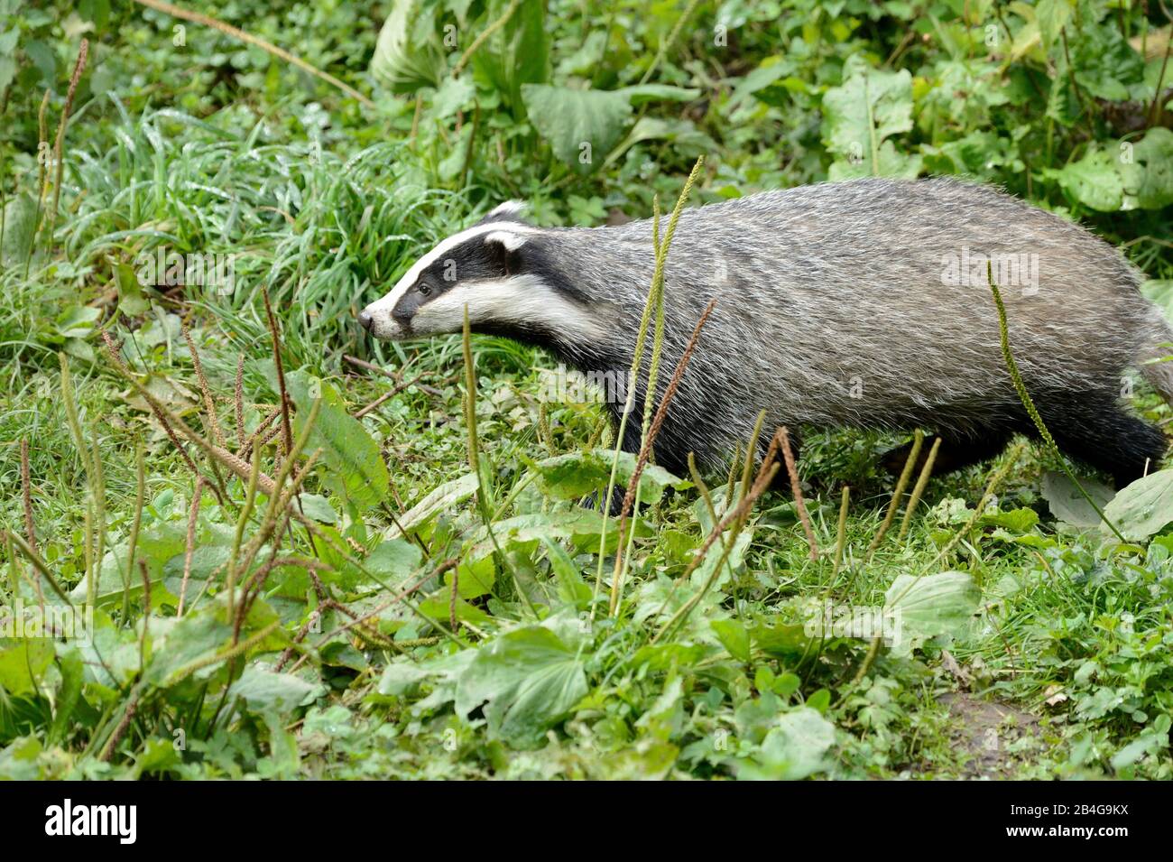 Badger meat hi-res stock photography and images - Alamy