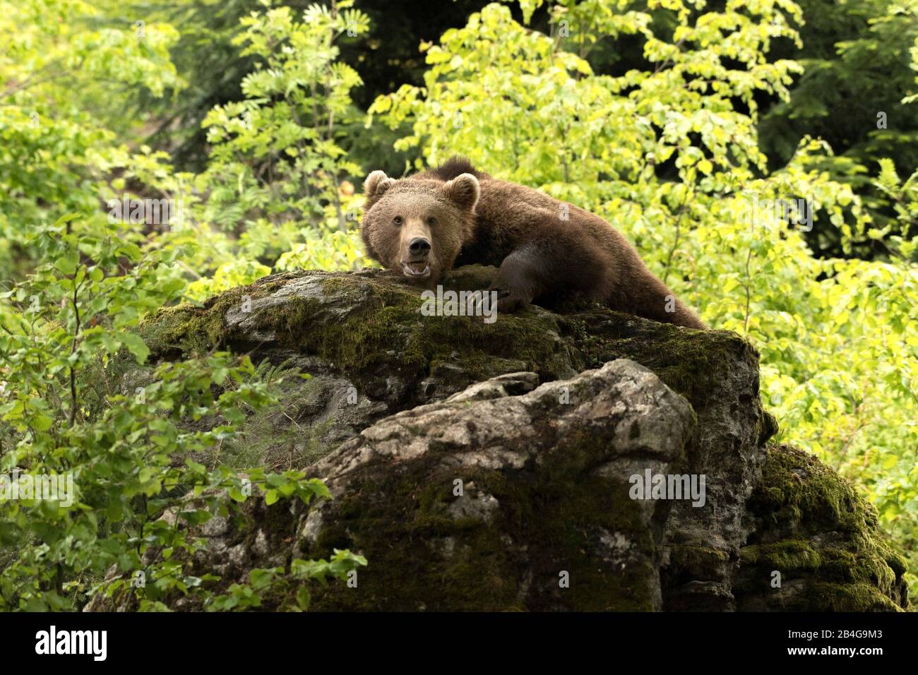 Brown bear in the spring Stock Photo - Alamy