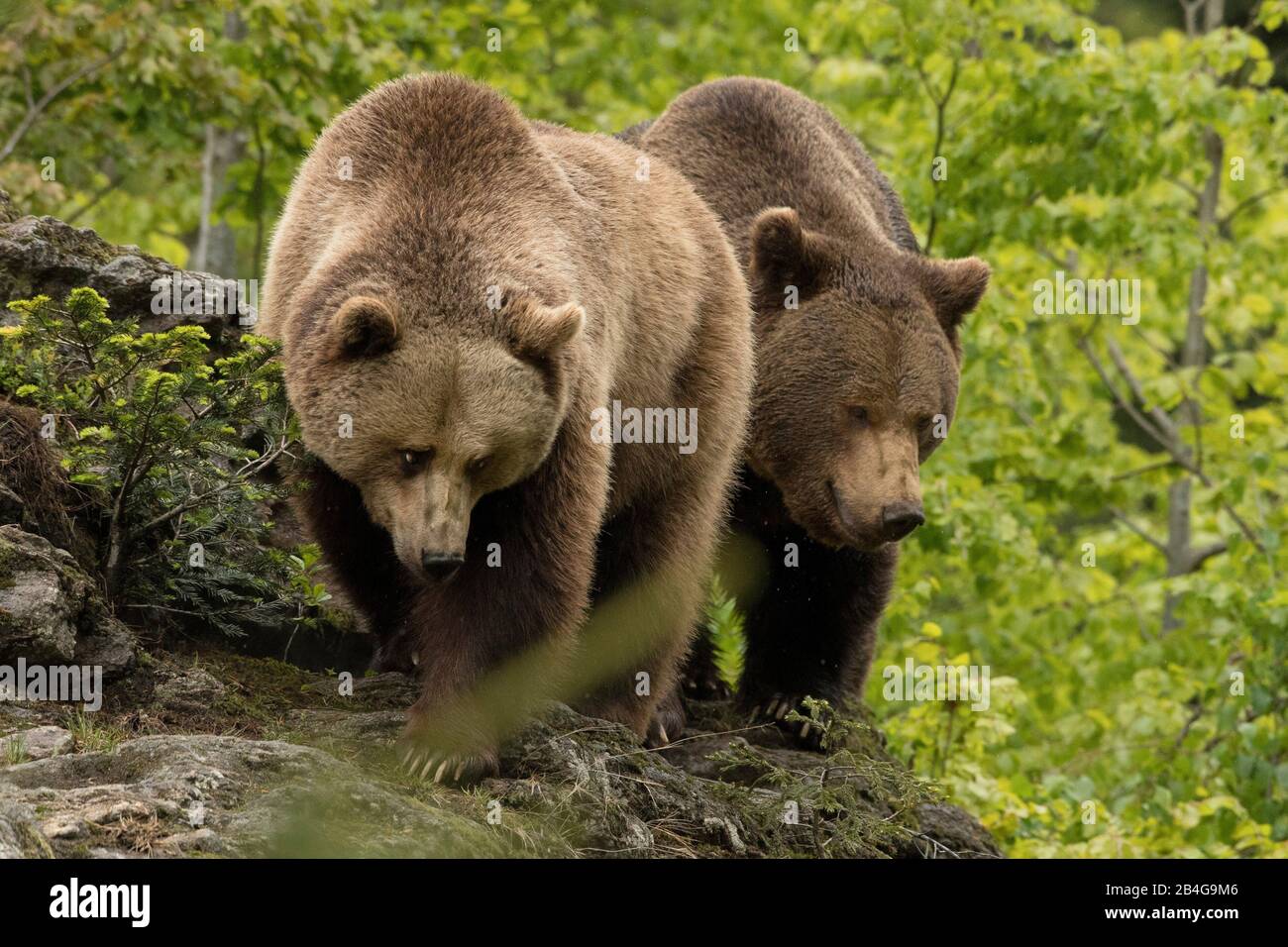 Brown bear in the spring Stock Photo - Alamy