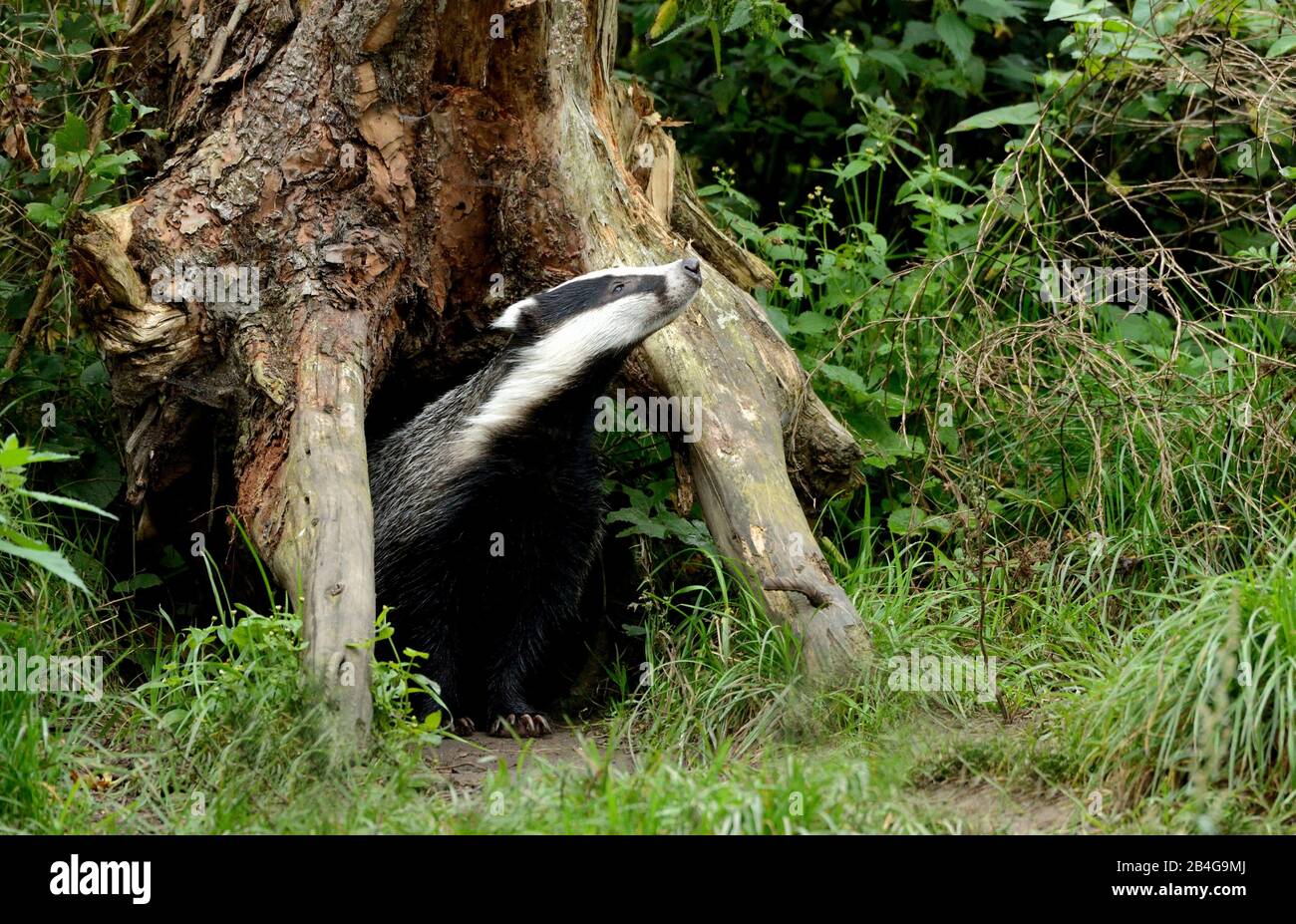 Badger meat hi-res stock photography and images - Alamy