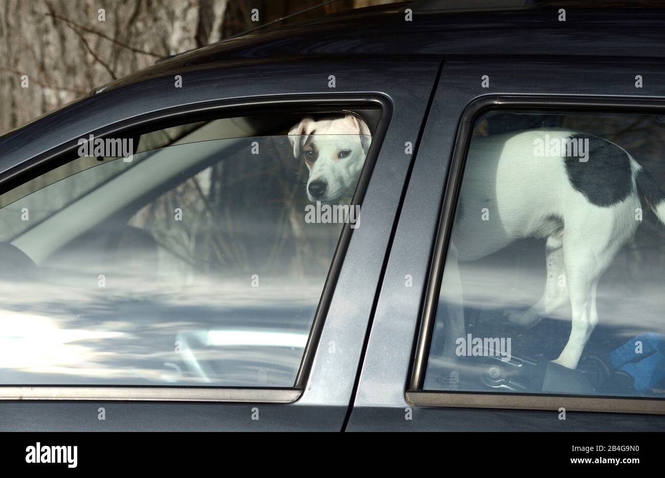 Hunting dog behind car window Stock Photo - Alamy