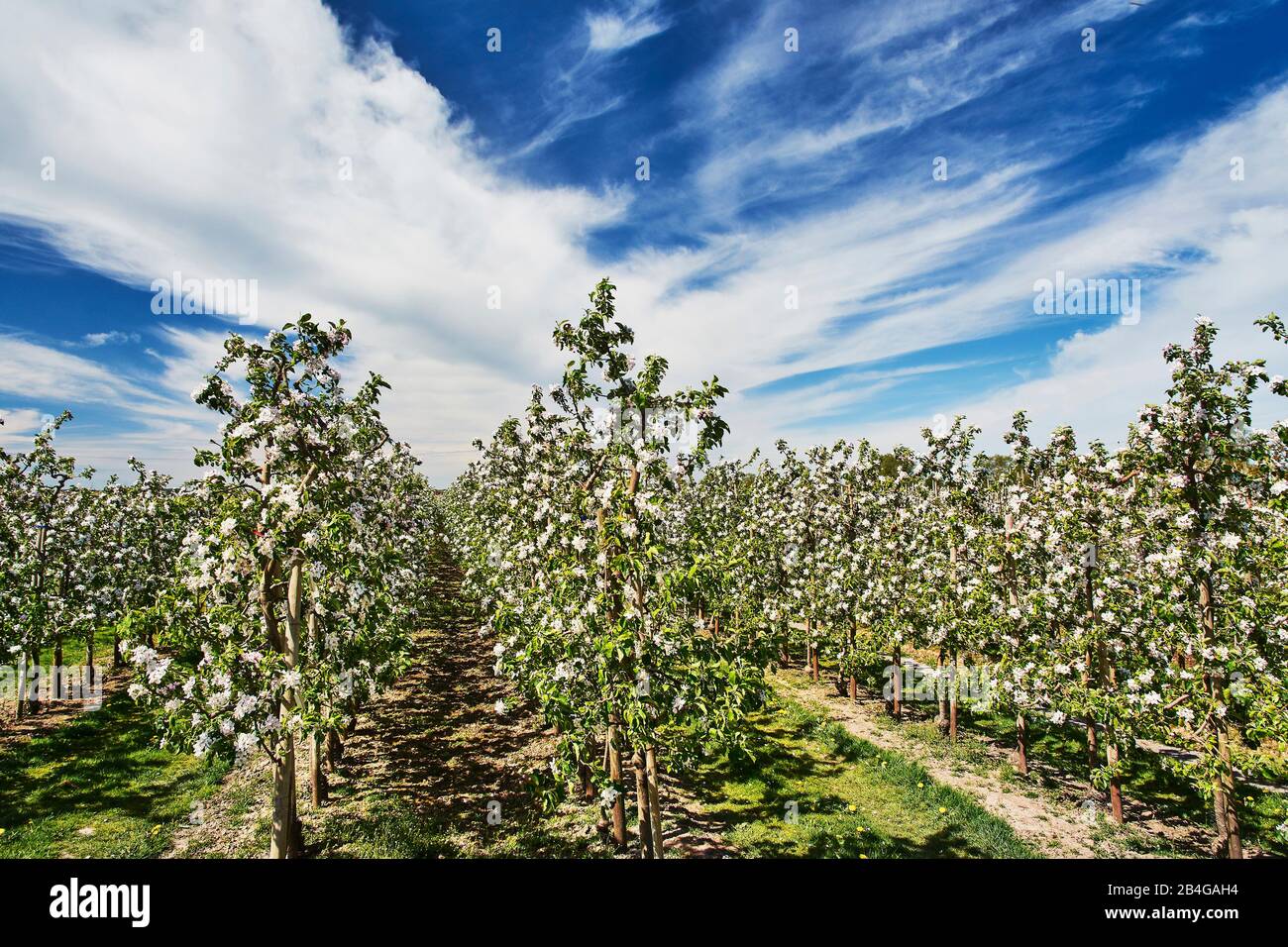 Germany, Lower Saxony, Altes Land, Jork, fruit blossom, apple orchard ...