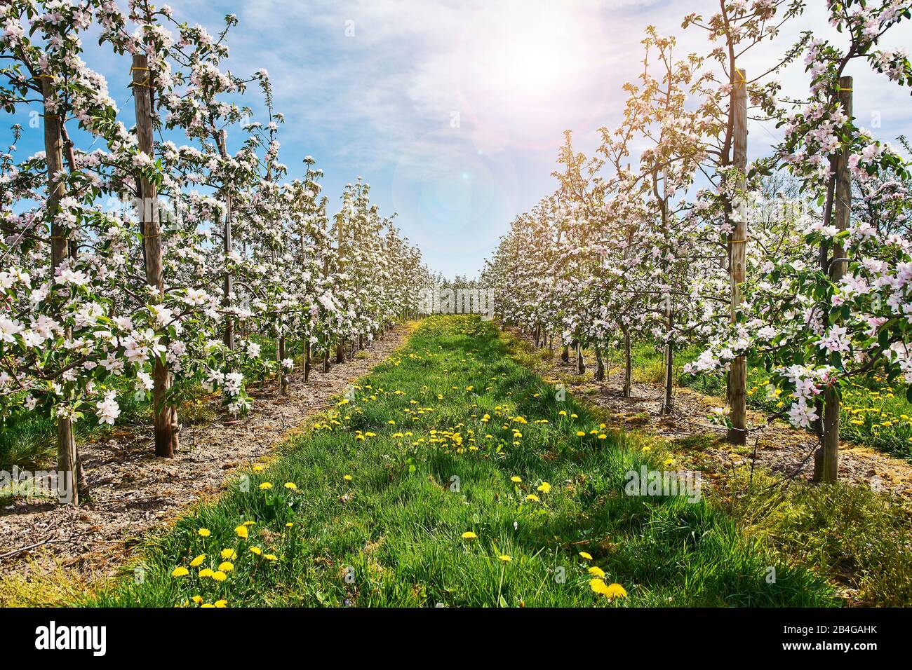 Germany, Lower Saxony, Altes Land, Jork, fruit blossom, flowering apple ...