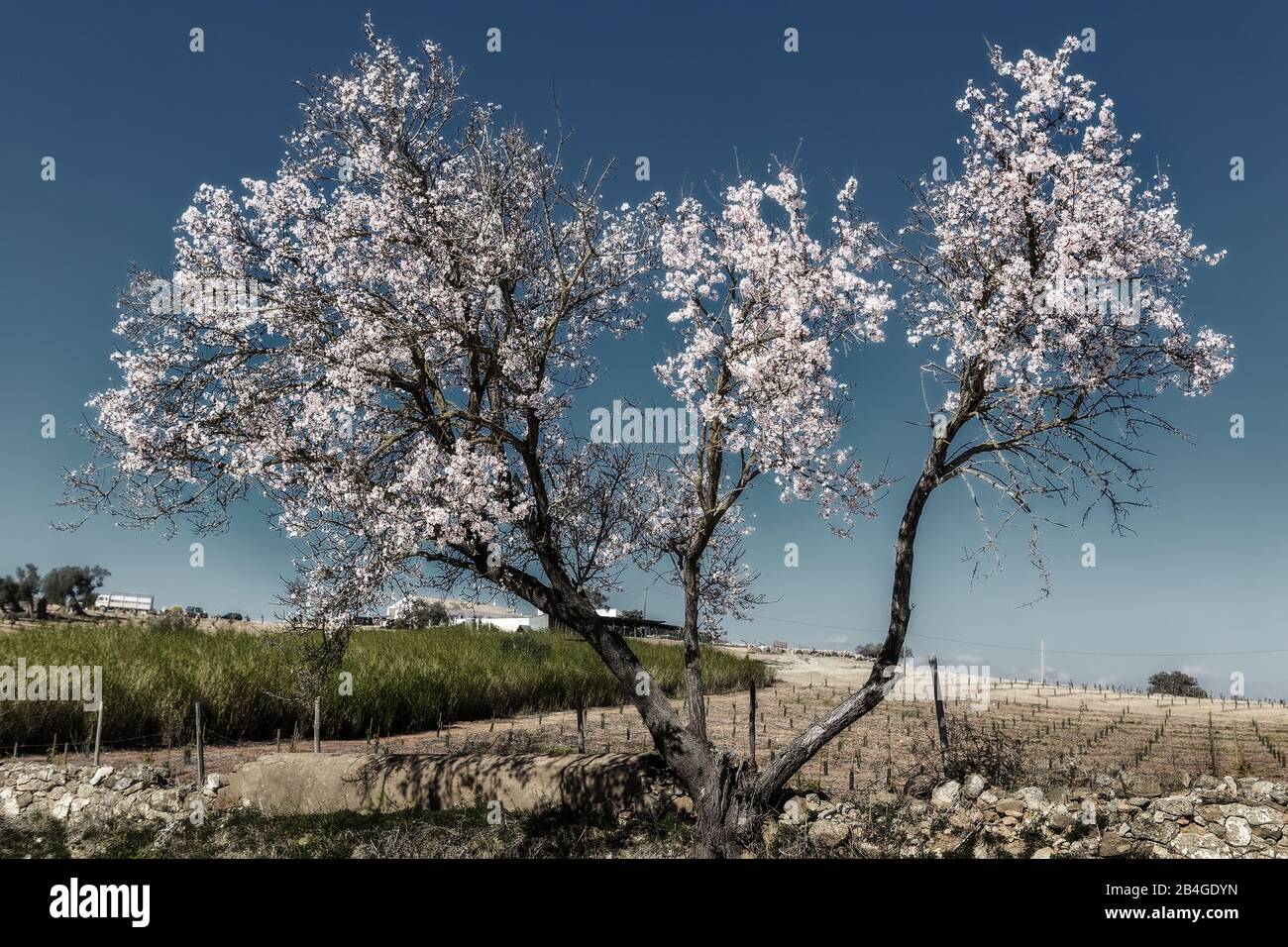 Flower almond tree algarve portugal hi-res stock photography and images ...