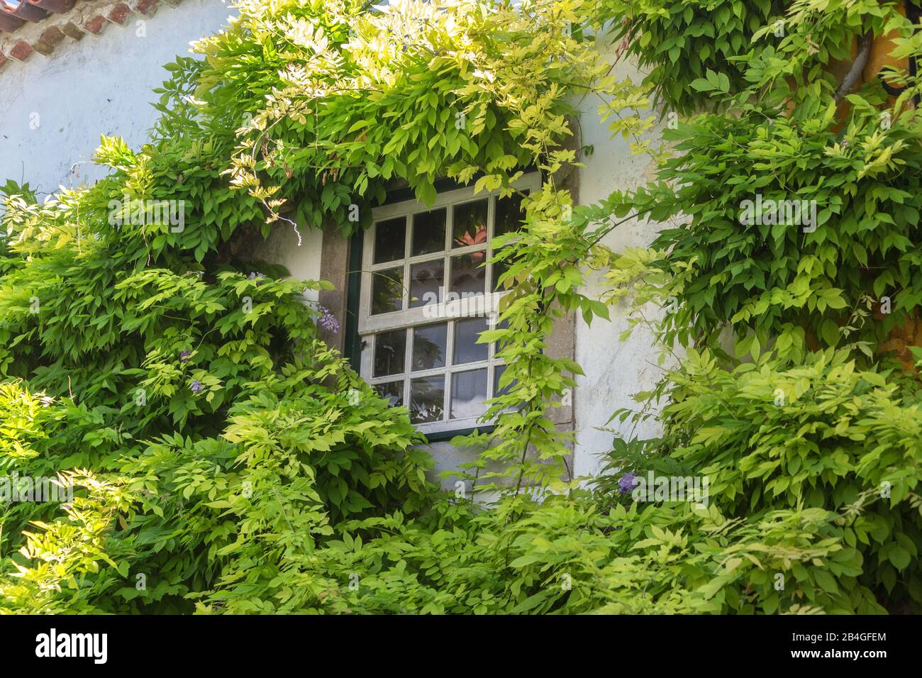 Ancient Portuguese window, overgrown with foliage. Portugal Stock Photo ...