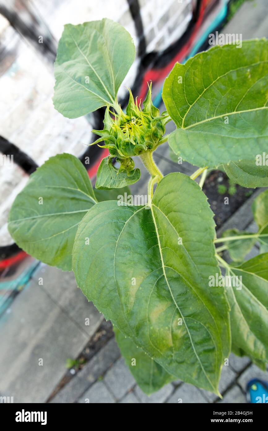 Summer bud hi-res stock photography and images - Alamy