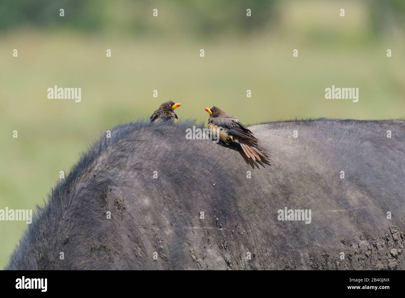 Two Yellow Billed Oxpeckers on Cape Buffalo, Masai Mara National ...