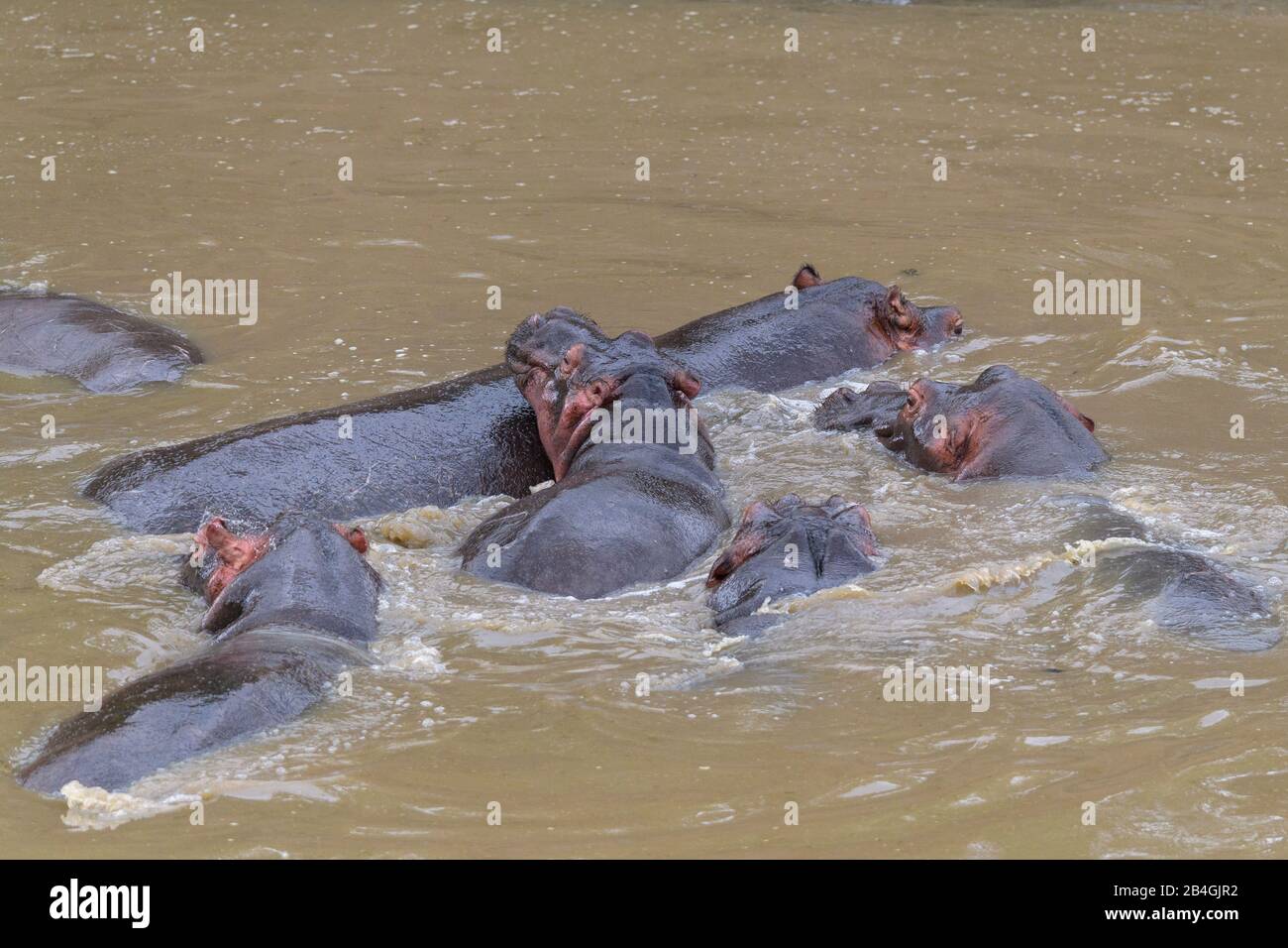 Hippopotamus, Hippopatamus amphibius, group in water, Masai Mara ...