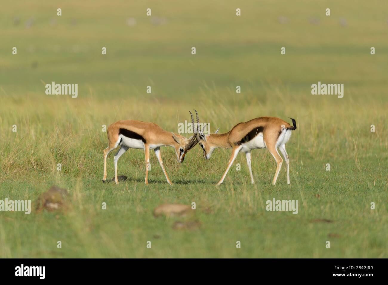 Thomsons Gazelle, Eudorcas thomsonii, fighting, Masai Mara National ...