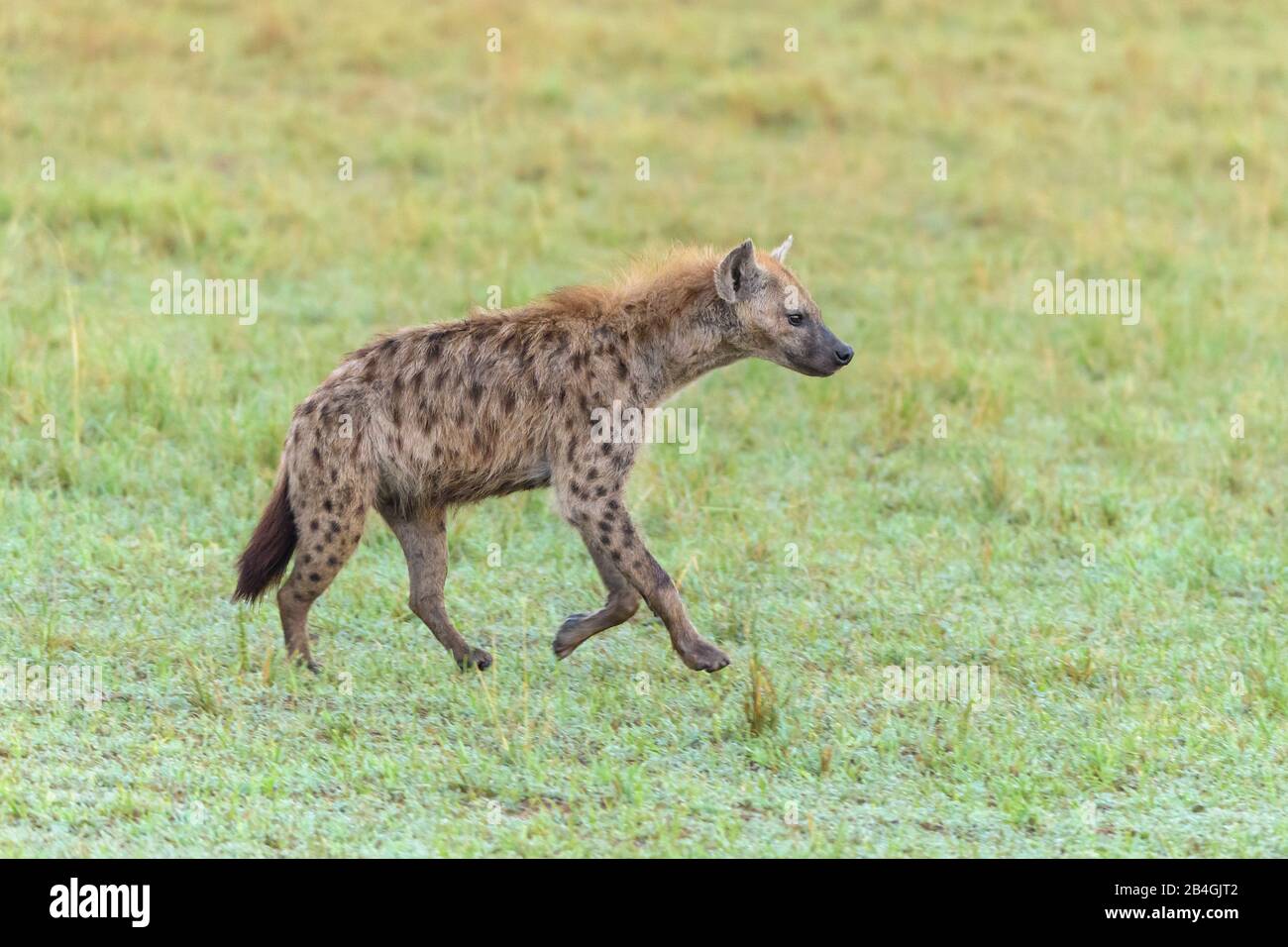 Spotted hyena, Crocuta crocuta, running, Masai Mara National Reserve ...