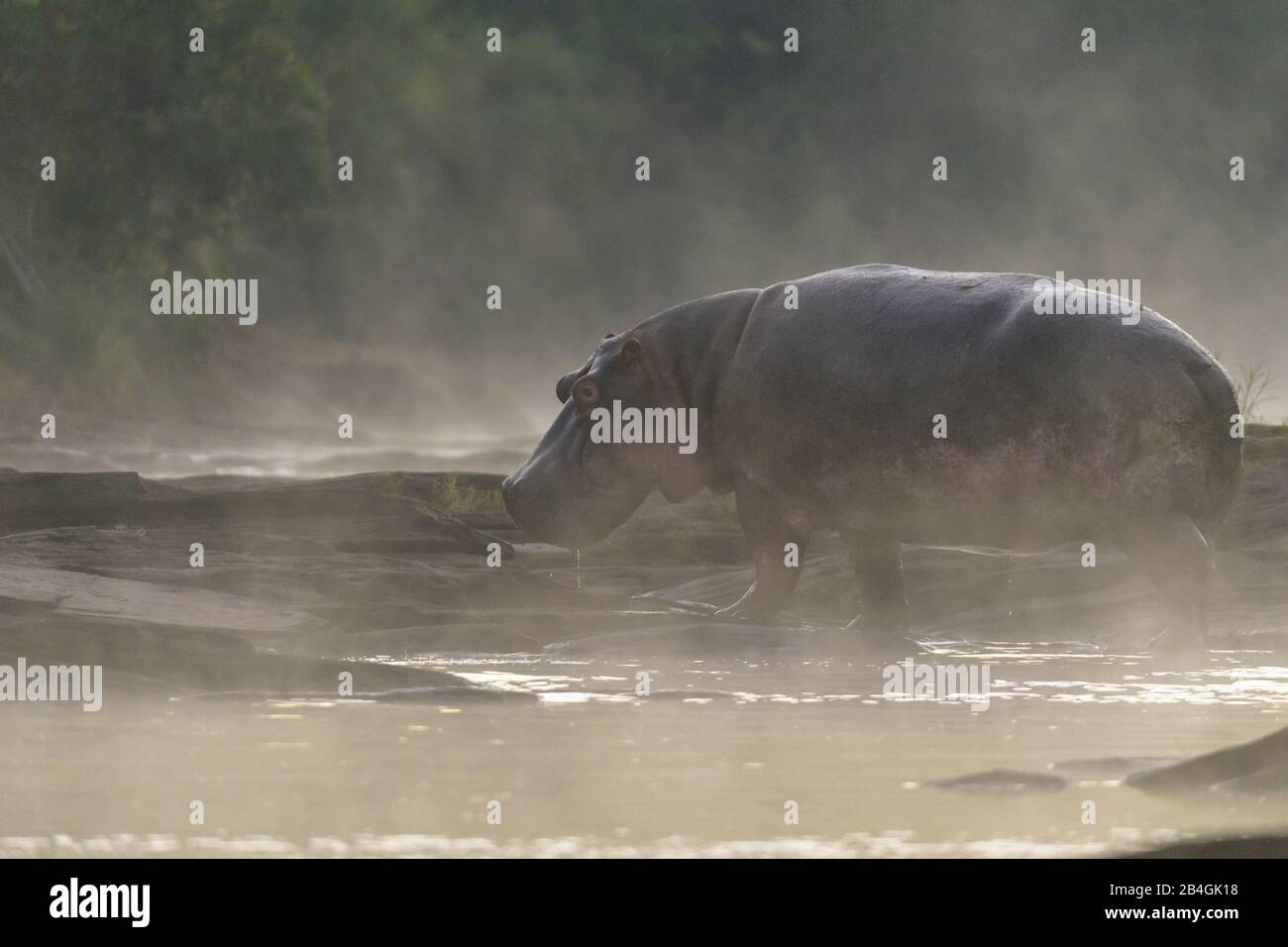 Olare orok hi-res stock photography and images - Alamy