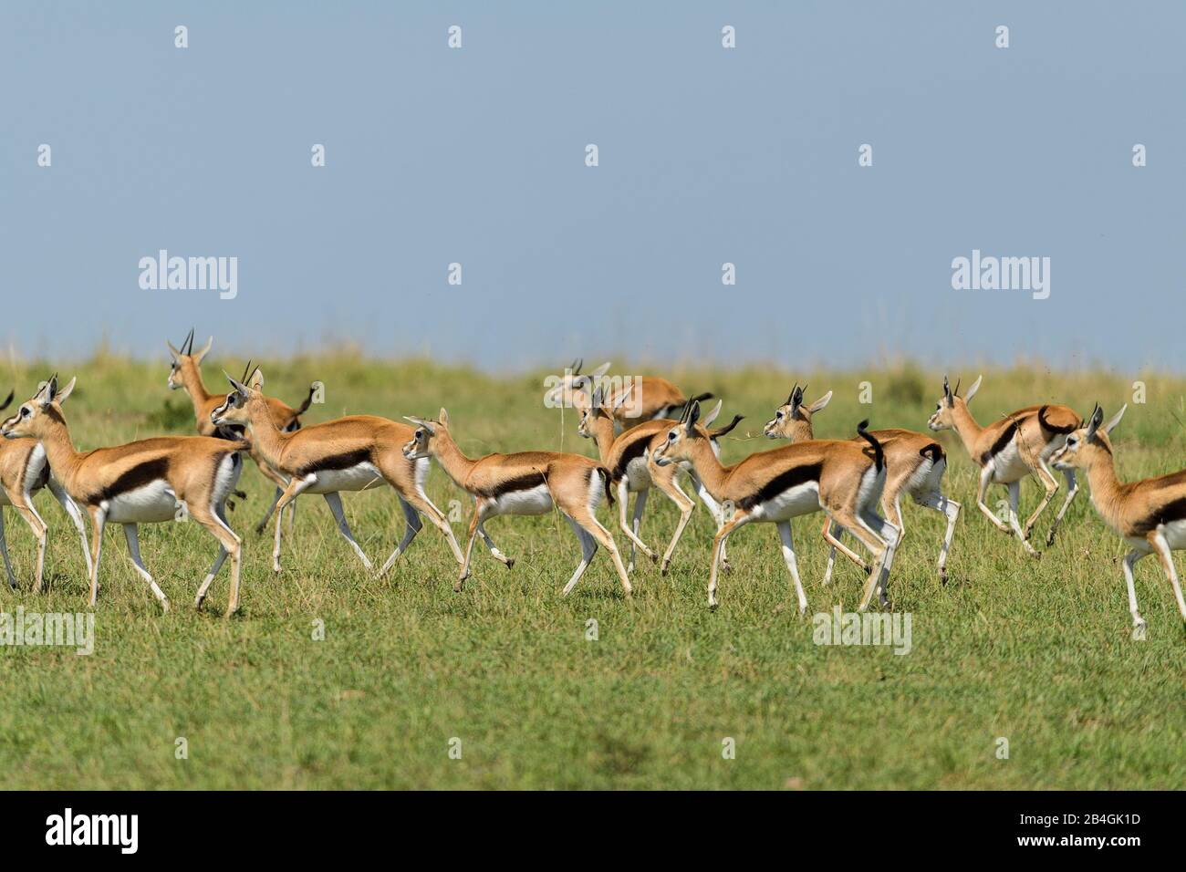 Gazelle running hi-res stock photography and images - Alamy