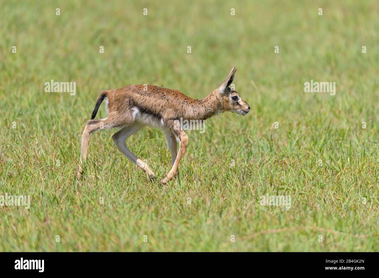 Thompsons Gazelles, Gazella thomsonii, lamb, Masai Mara National ...