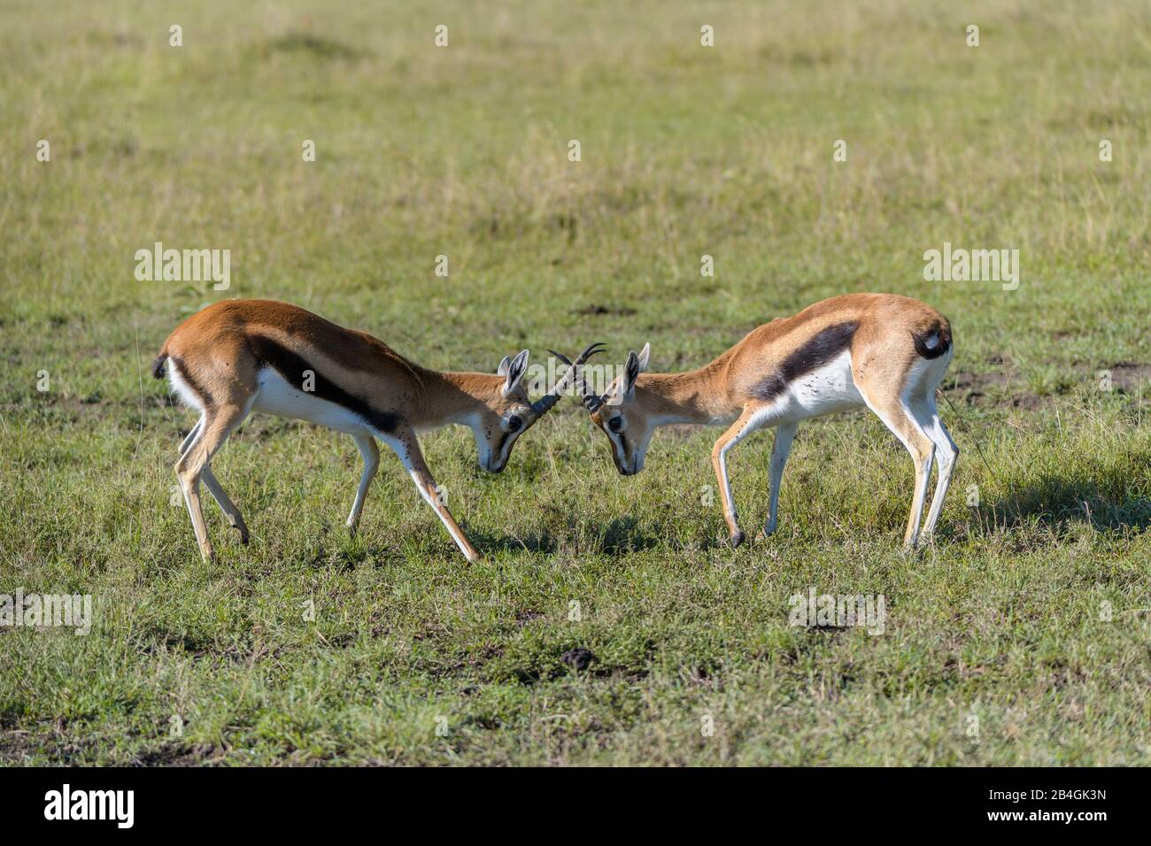 Gazelle fighting hi-res stock photography and images - Alamy
