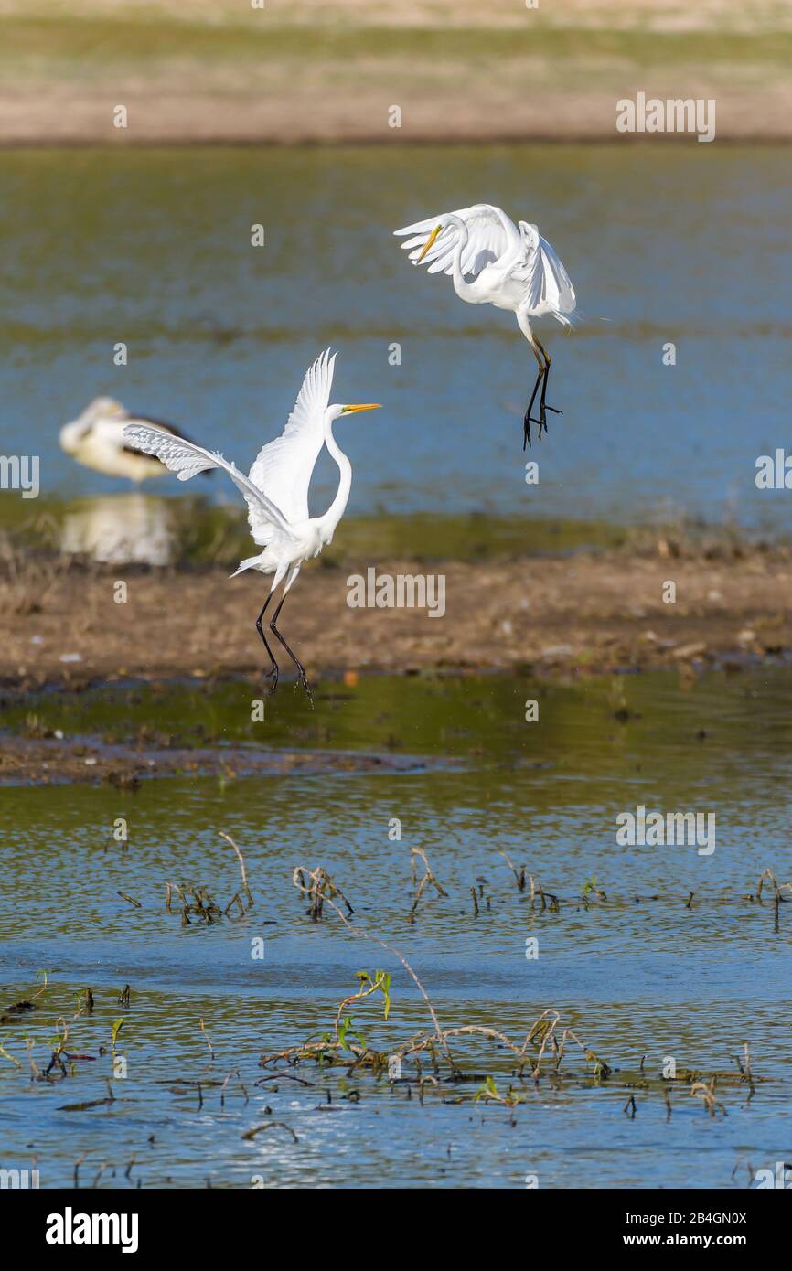 Two Great egrets in a jousting display over dominance and feeding ...