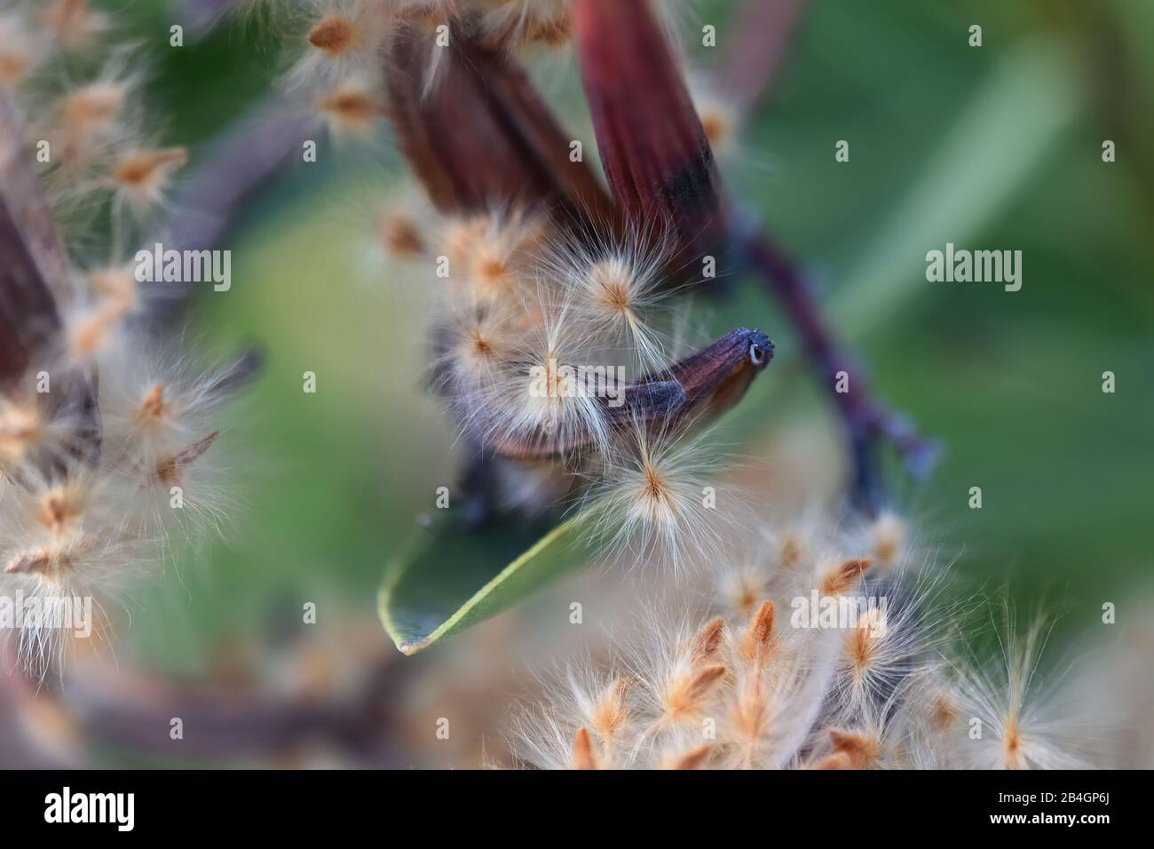 Detail of oleander seeds coming out of its capsule Stock Photo - Alamy