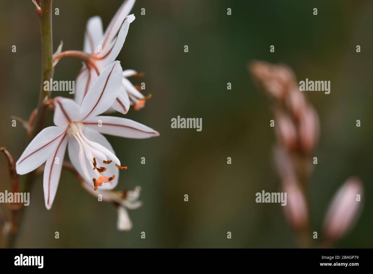 Fistulous asphodel (Asphodelus fistulosus) with nice white flowers on ...