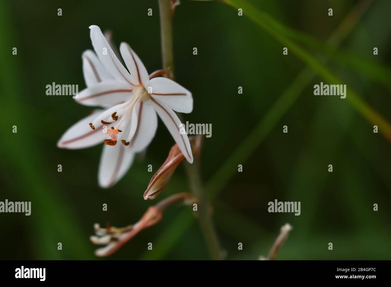 Fistulous asphodel (Asphodelus fistulosus) with nice white flowers on ...