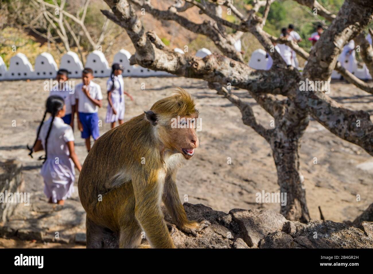 Resus monkey sits on tree among the schoolchildren playing Stock Photo ...