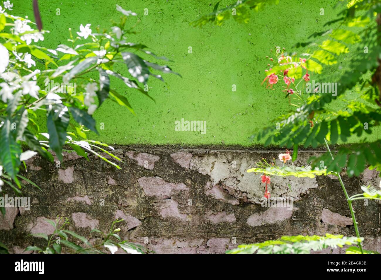 Green wall detail hi-res stock photography and images - Alamy