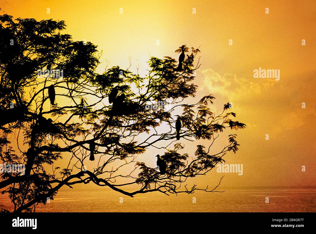 Tree silhouette with birds hi-res stock photography and images - Alamy