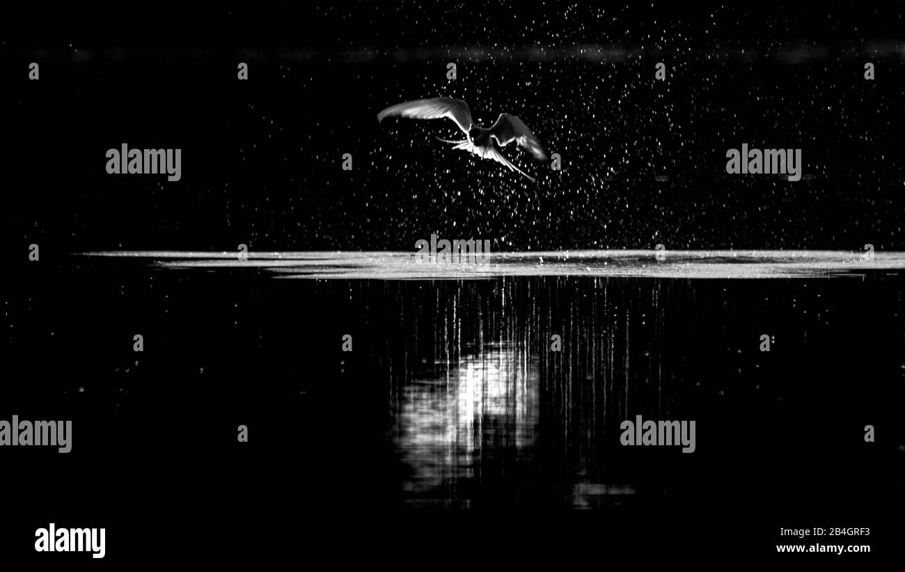 Fishing bird hunting in Black and White Stock Photos & Images - Alamy