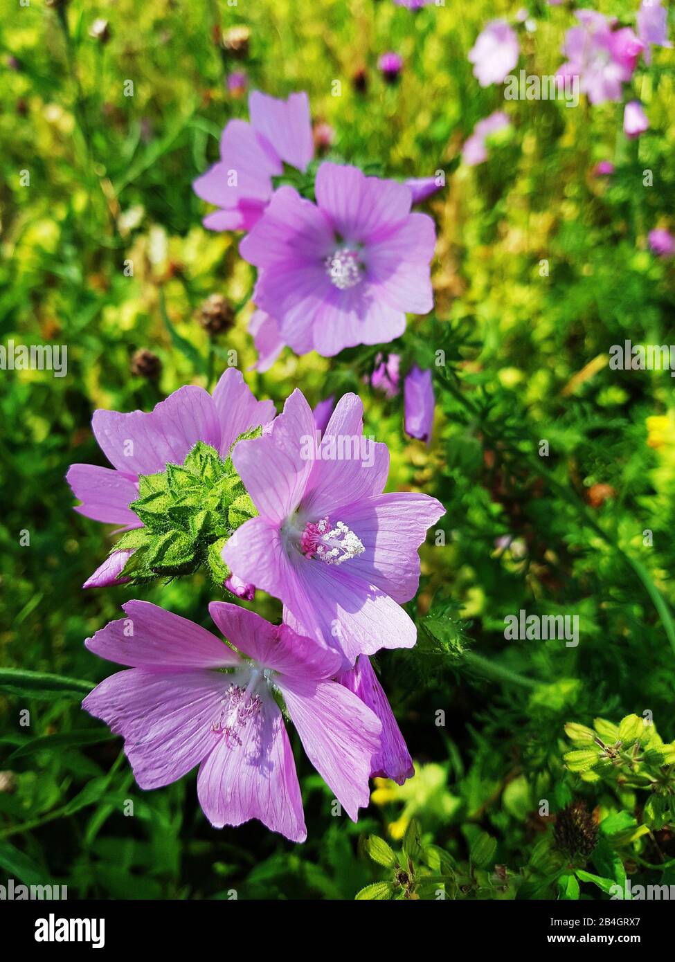 Pink Cranesbill family in the meadow Stock Photo - Alamy