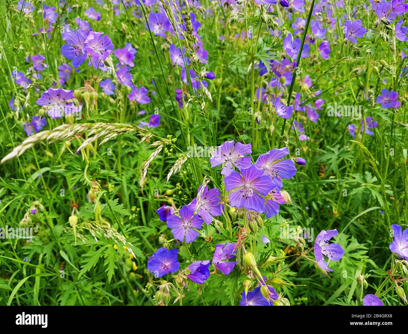 Meadow with cranesbill plants Stock Photo - Alamy