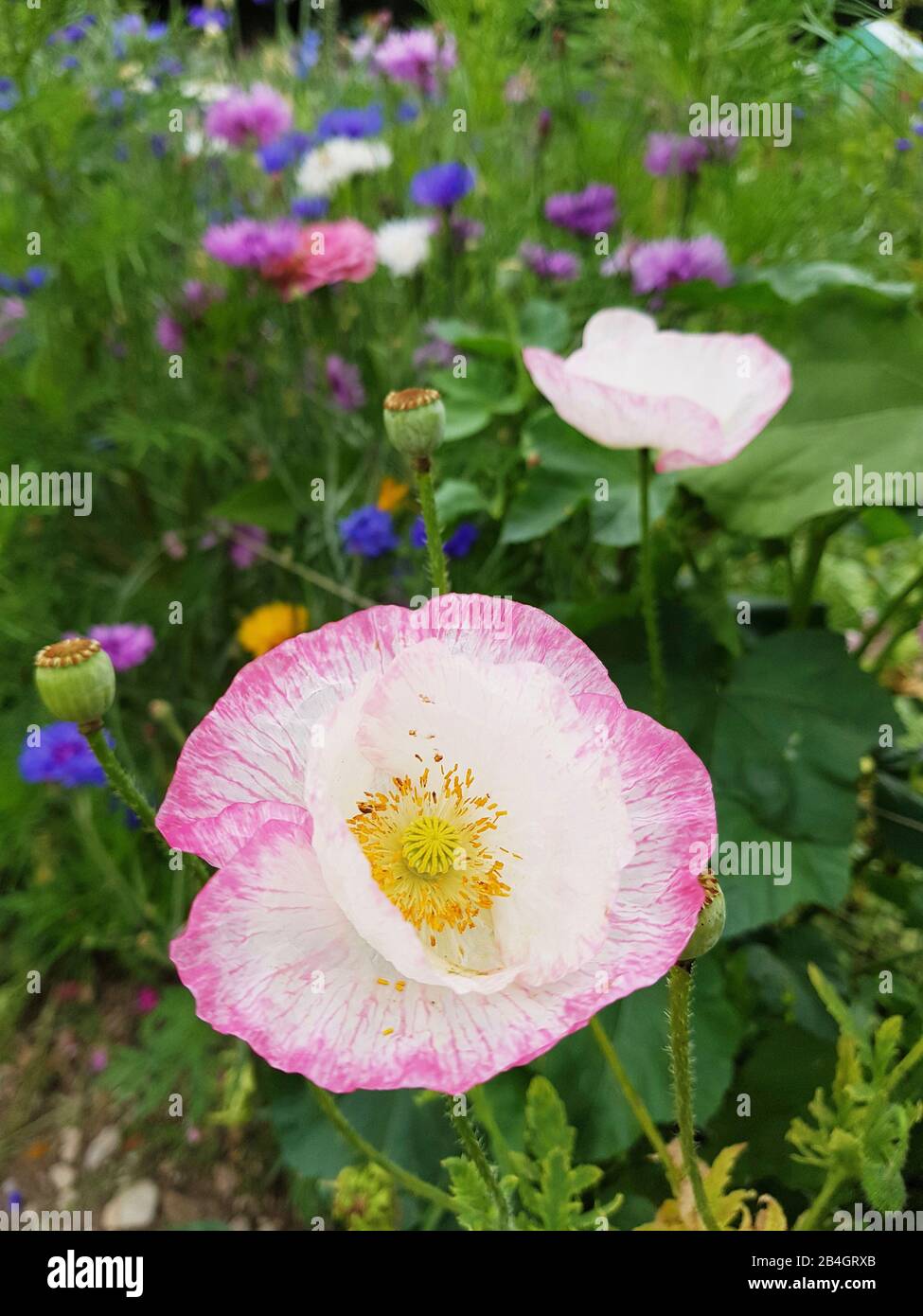 Garden bed with poppy Stock Photo - Alamy