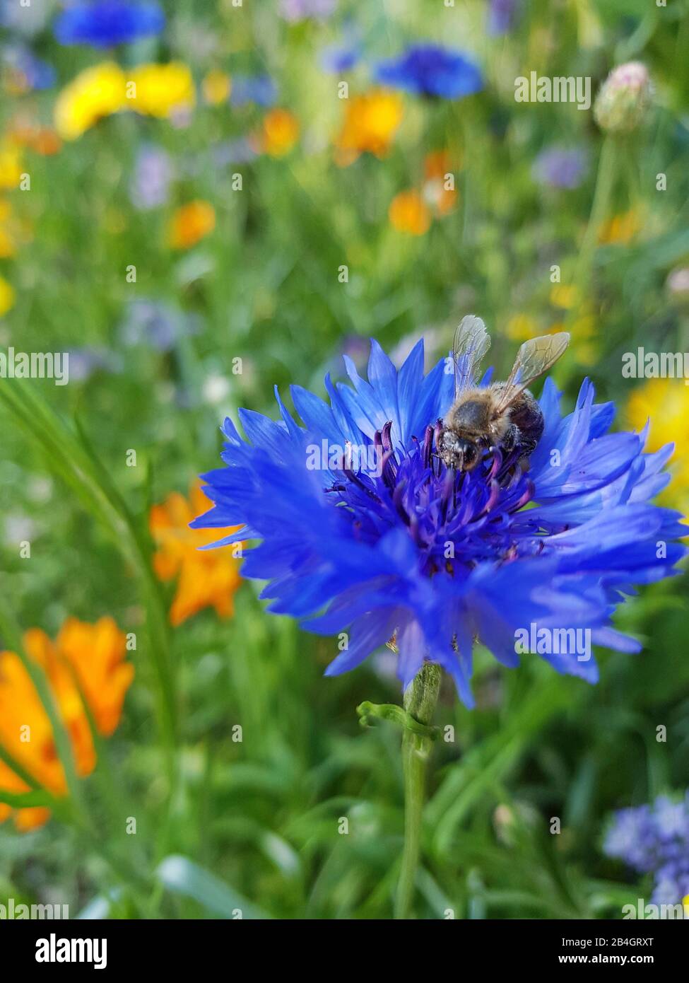 Cornflower bee hi-res stock photography and images - Alamy