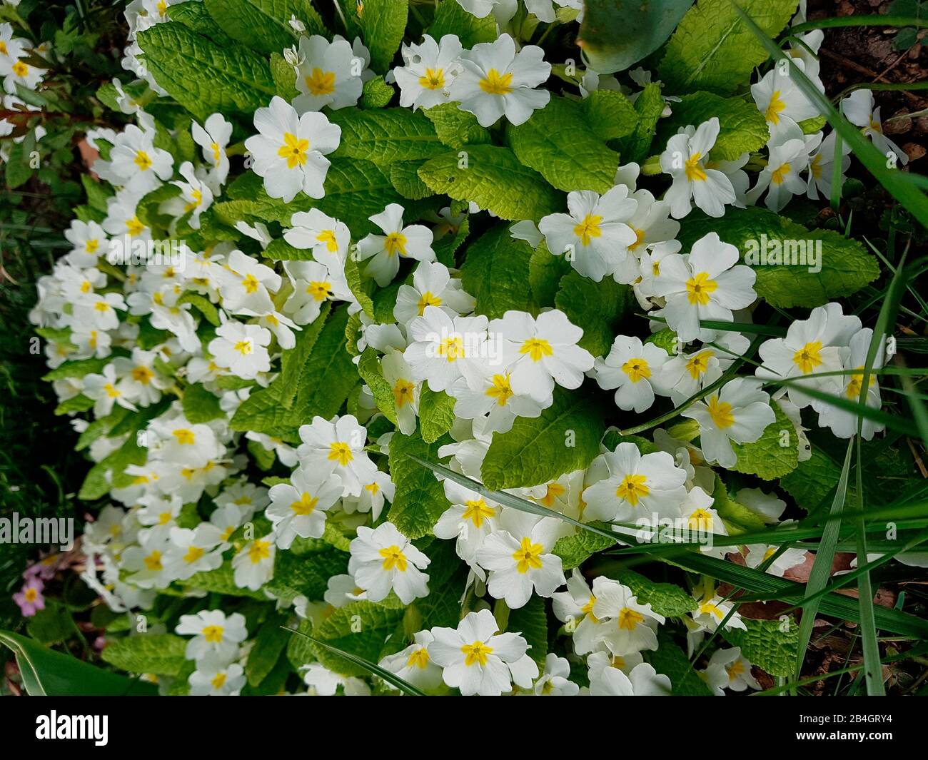 White primrose in the garden Stock Photo - Alamy