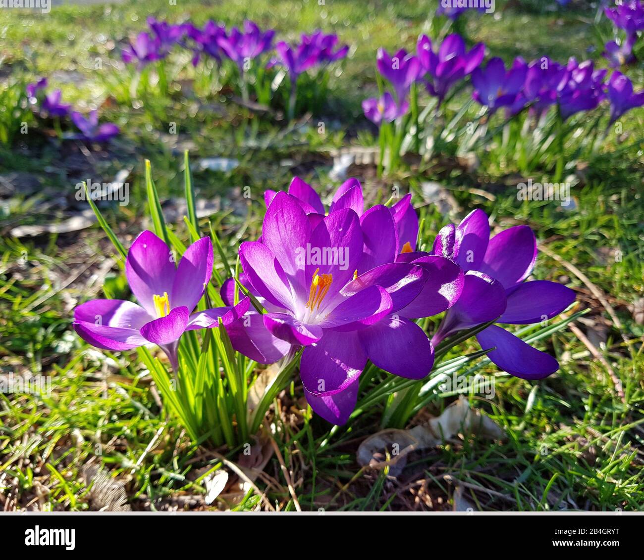 Crocuses in meadow hi-res stock photography and images - Alamy