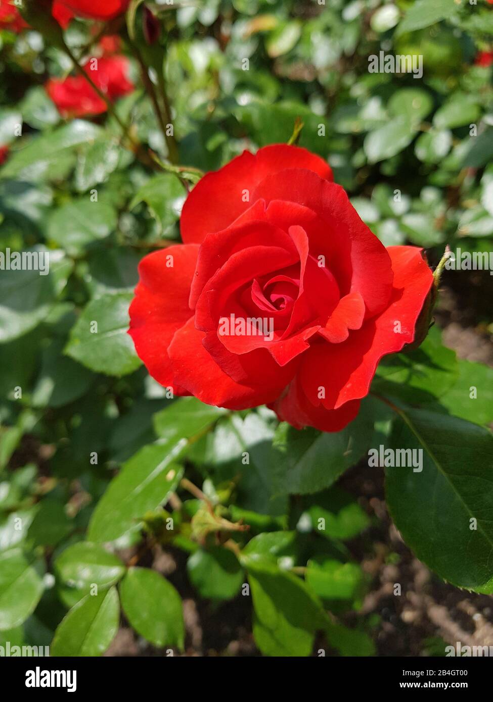 Bed of red roses Stock Photo - Alamy