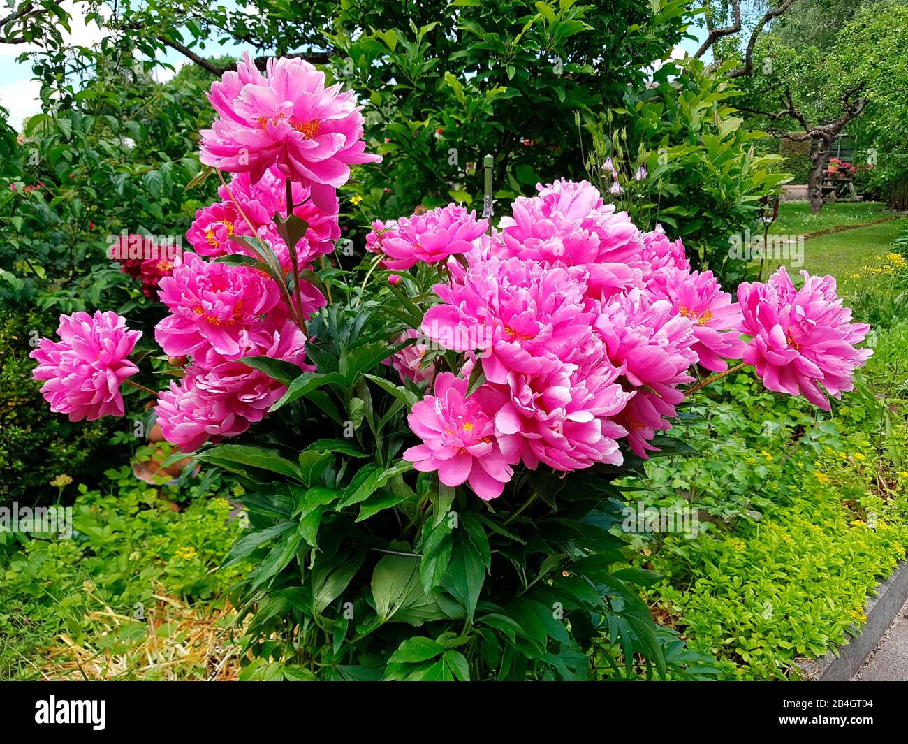 Peony bush at the garden edge Stock Photo - Alamy