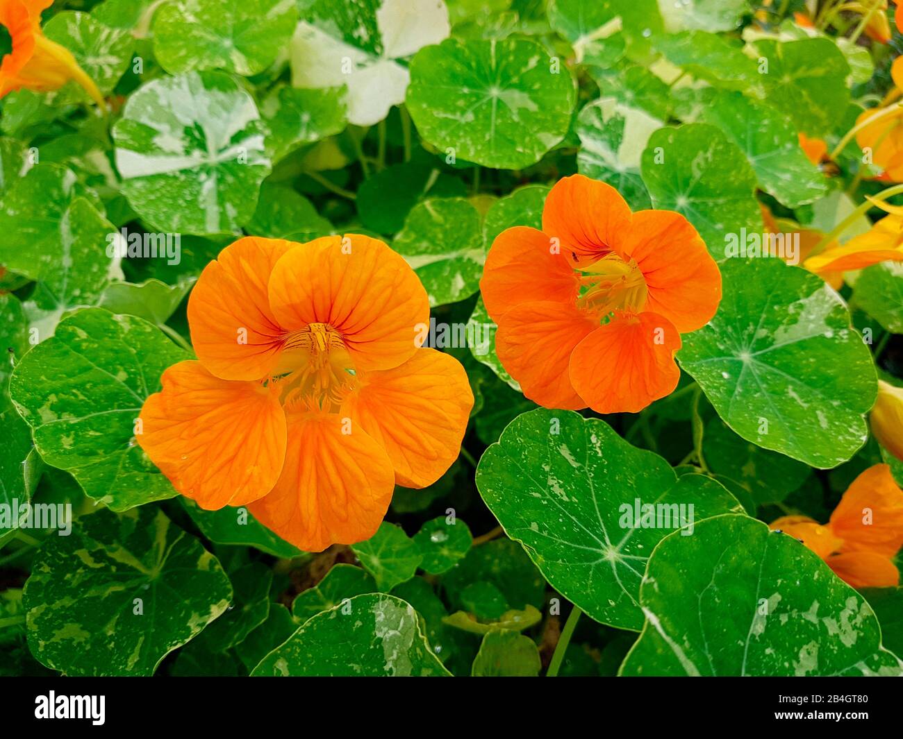 Nasturtium no flowers hi-res stock photography and images - Alamy