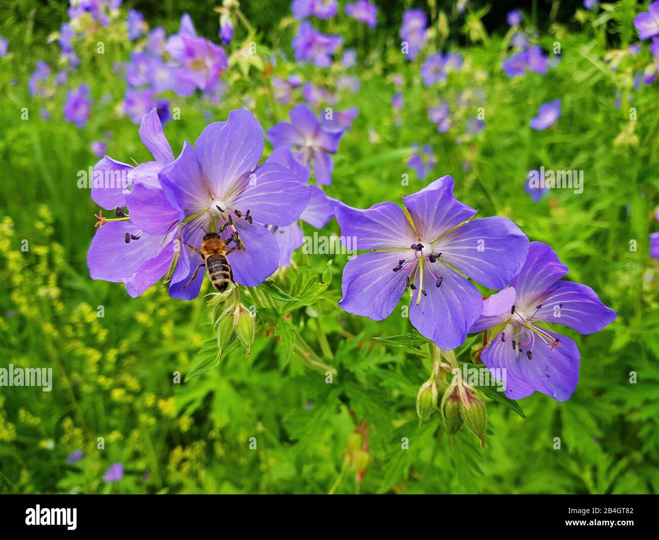 Lilac cranesbill hi-res stock photography and images - Alamy