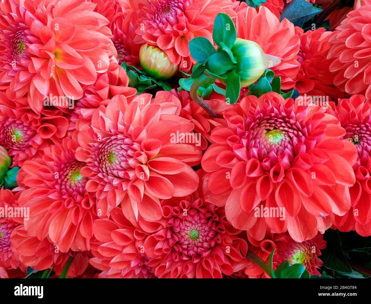 Bright red dahlia blossoms Stock Photo - Alamy