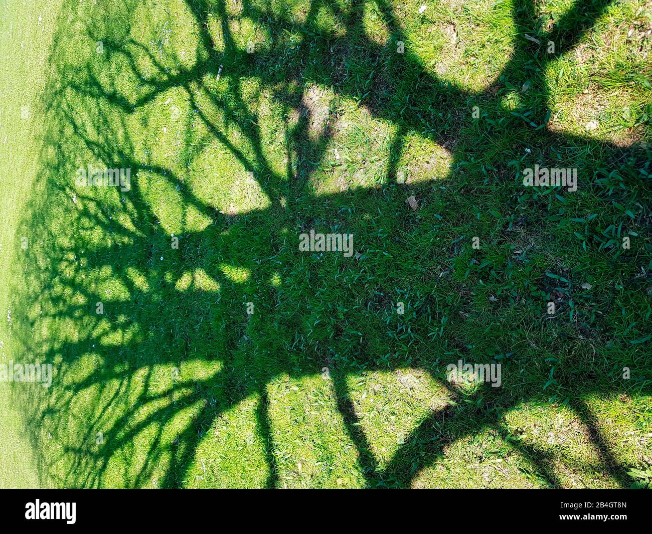 Tree shadow on the meadow Stock Photo - Alamy