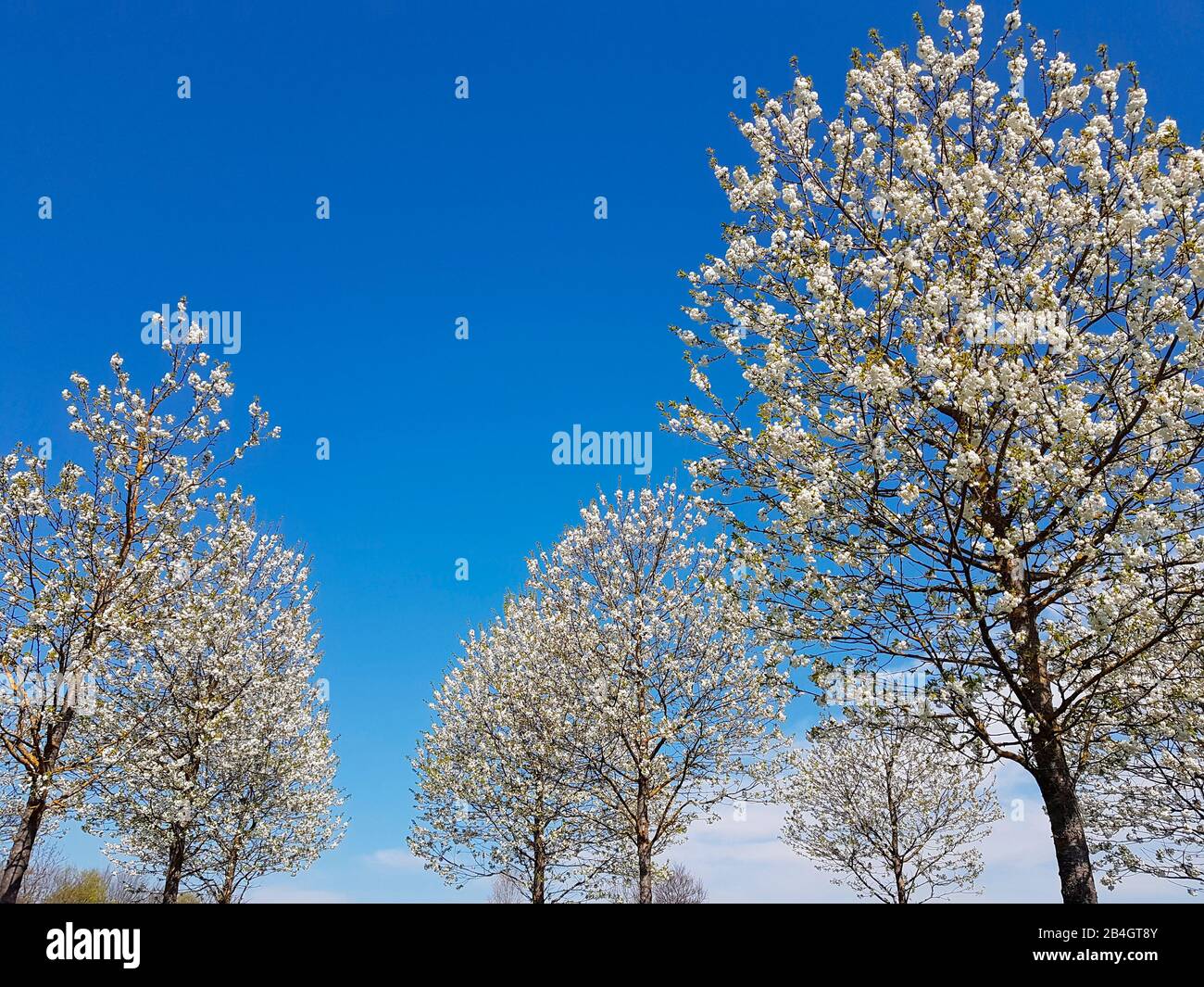 Beautiful White Trees