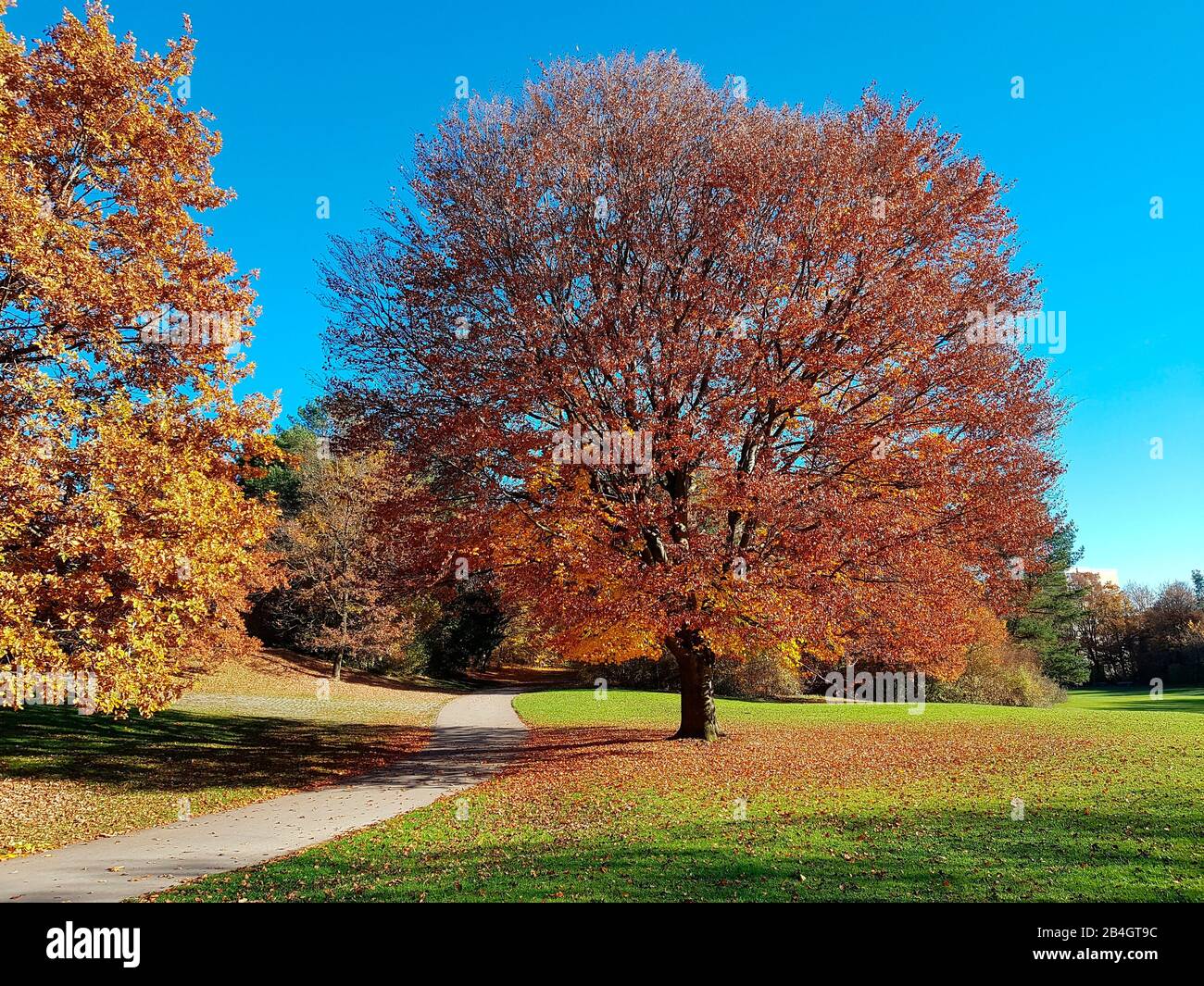 Beech with autumn hi-res stock photography and images - Alamy