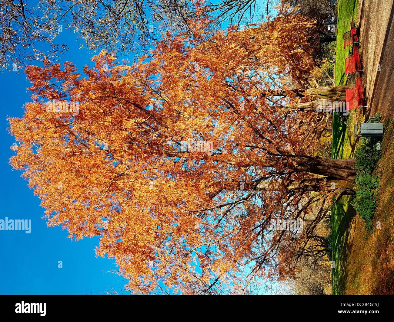 Dawn redwood in autumn coloration hi-res stock photography and images ...