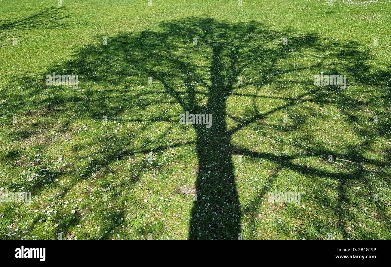 Tree shadow on the meadow Stock Photo - Alamy