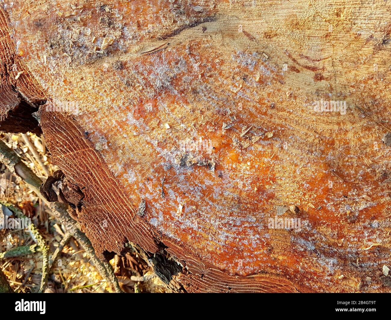 Felled tree trunk hi-res stock photography and images - Alamy