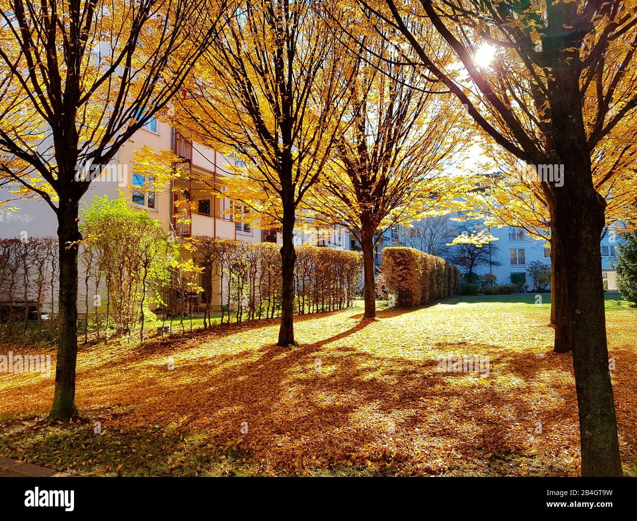 Autumn in the backyard Stock Photo - Alamy