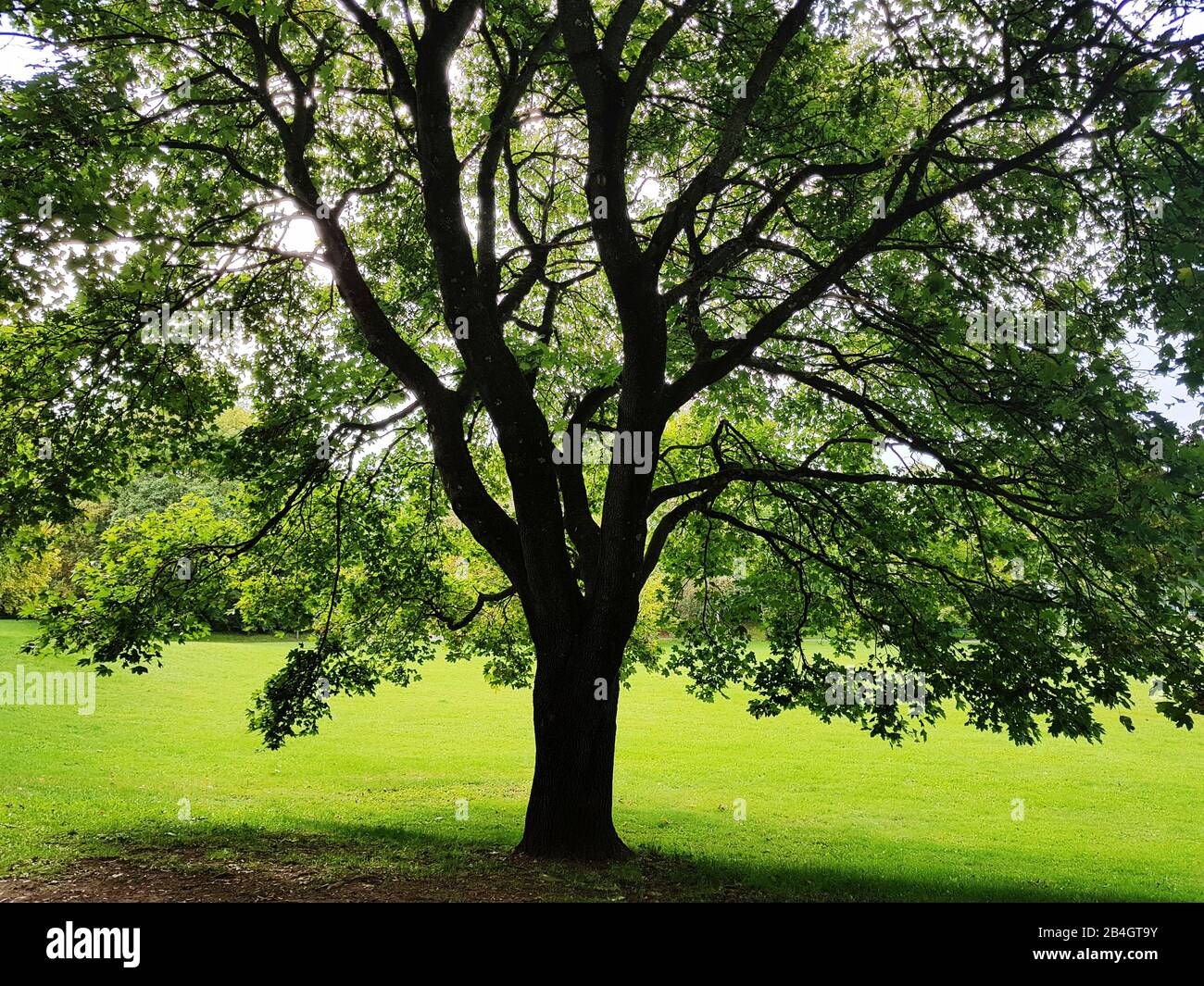 Maple tree in the back light Stock Photo - Alamy