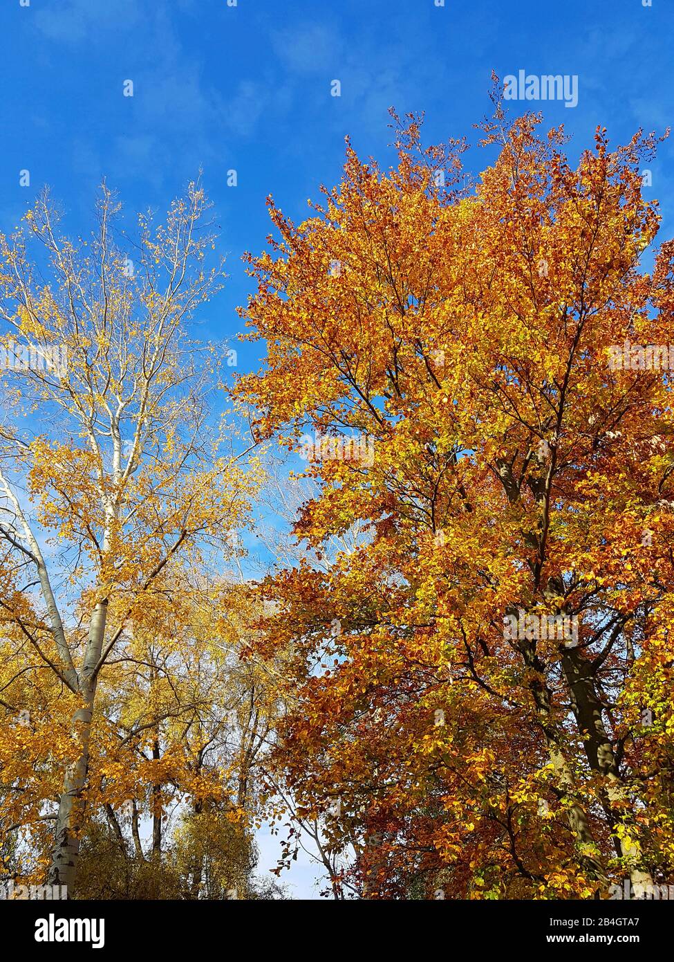 Natural coloration hi-res stock photography and images - Alamy