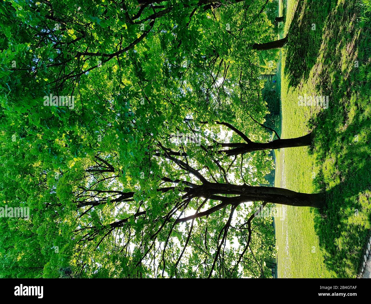 Maple trees hi-res stock photography and images - Alamy