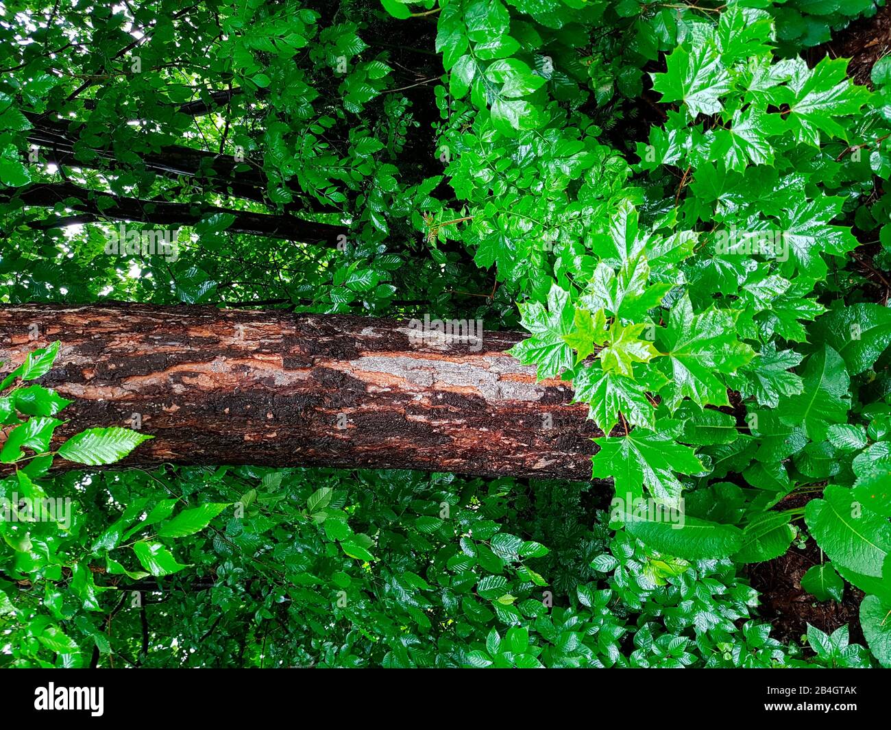 Tree trunk and maple leaves in the rain Stock Photo - Alamy