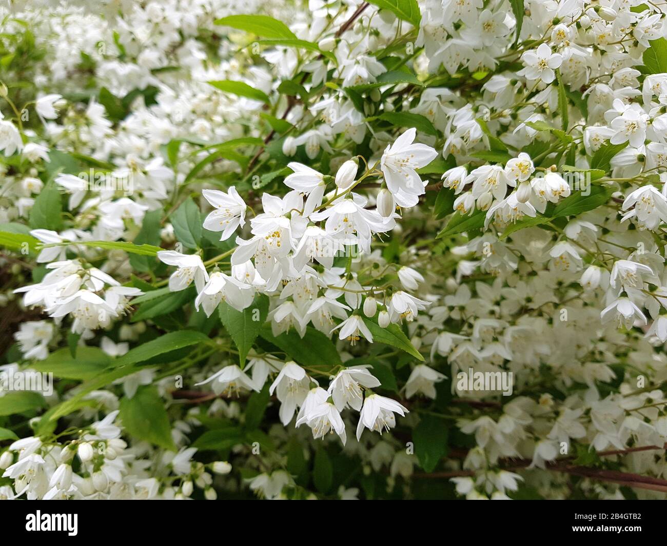 Plant flower white deutzia hi-res stock photography and images - Alamy