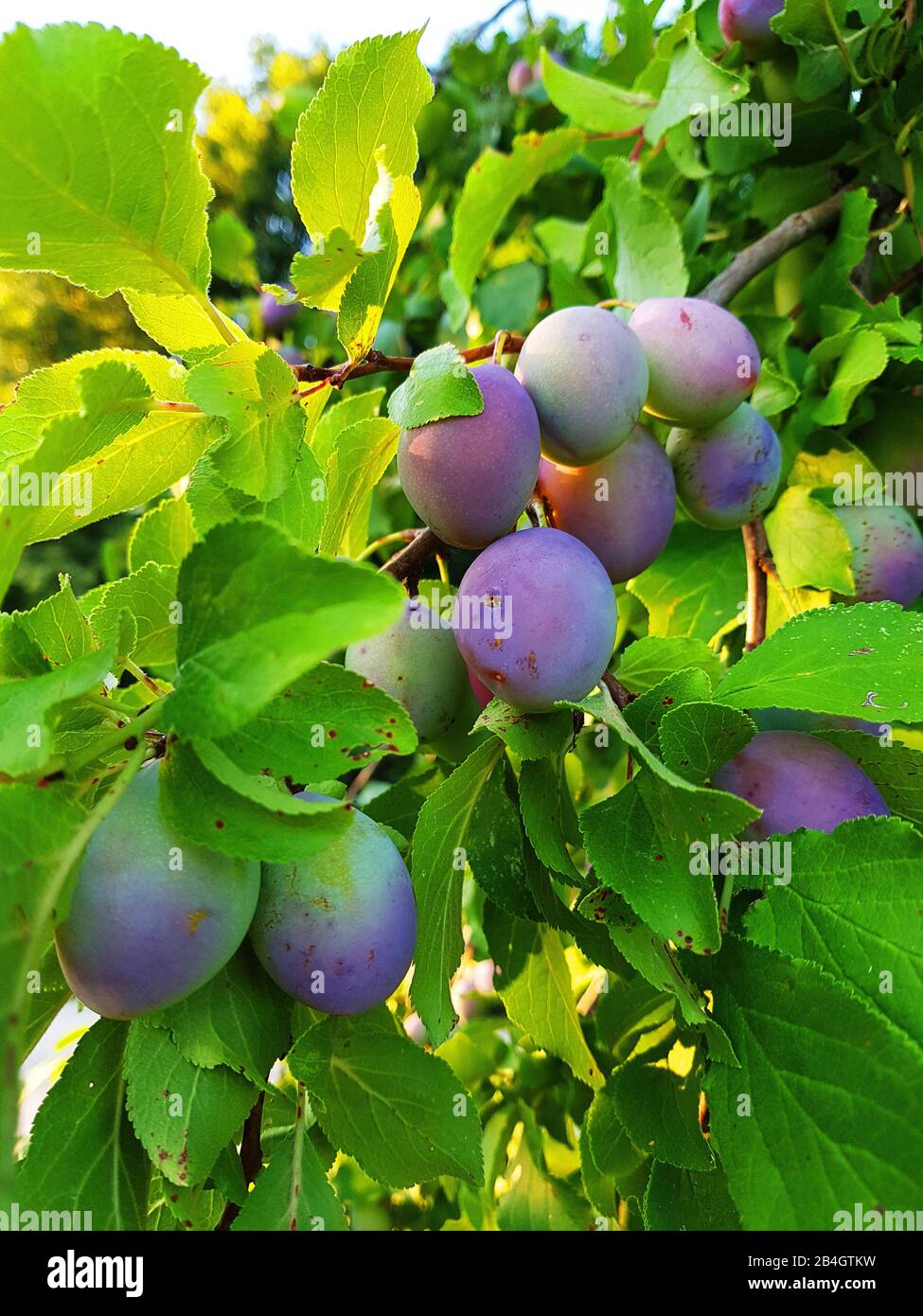 Plums on the branch Stock Photo - Alamy